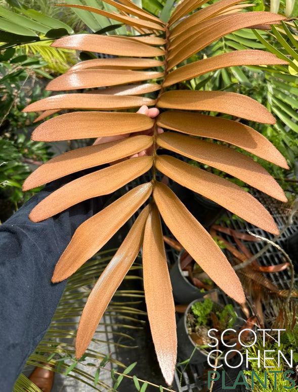 Zamia Meermanii – Scott Cohen Plants